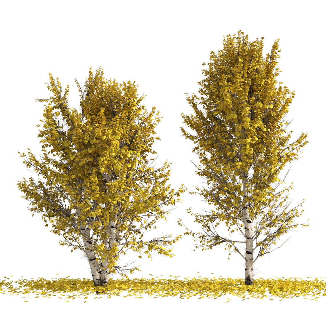 Fall Paper Birch Trees - 3D Model for VRay, Corona