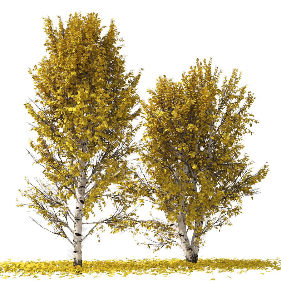 Fall Paper Birch Trees - 3D Model for VRay, Corona