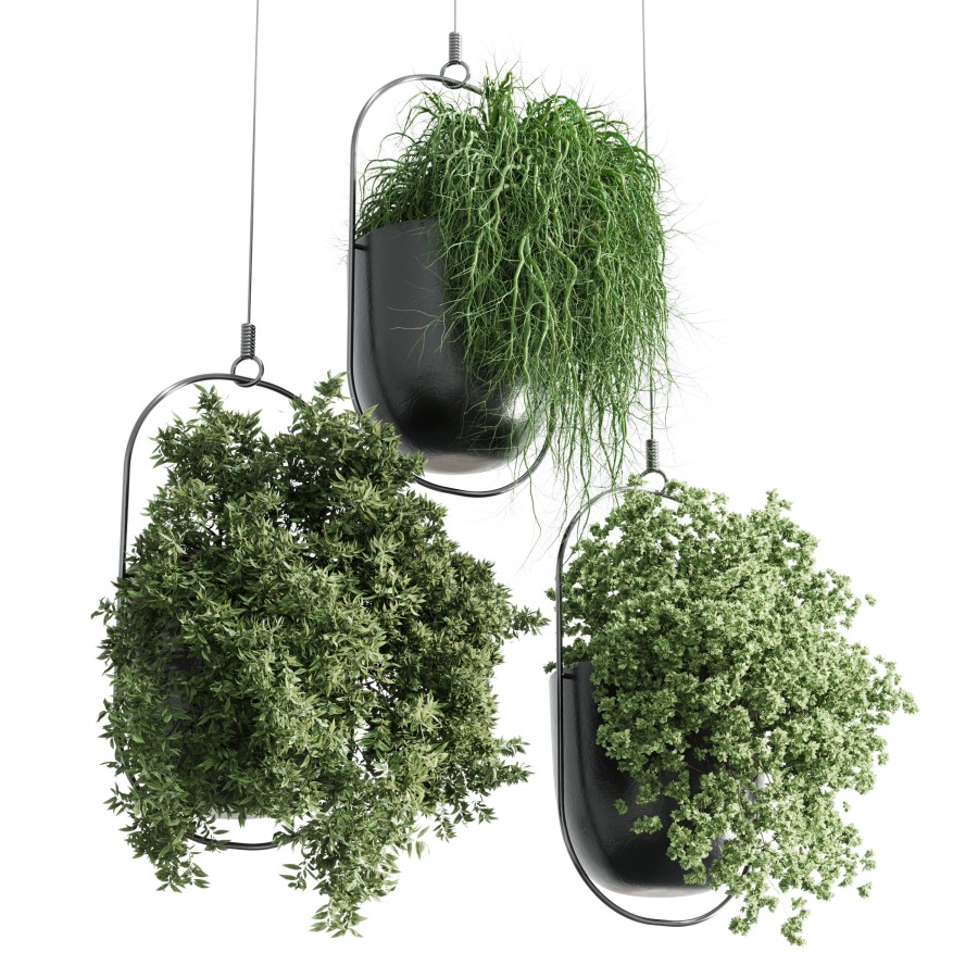 Hanging Plant Indoor Plants 306 Corona - 3D Model for Corona