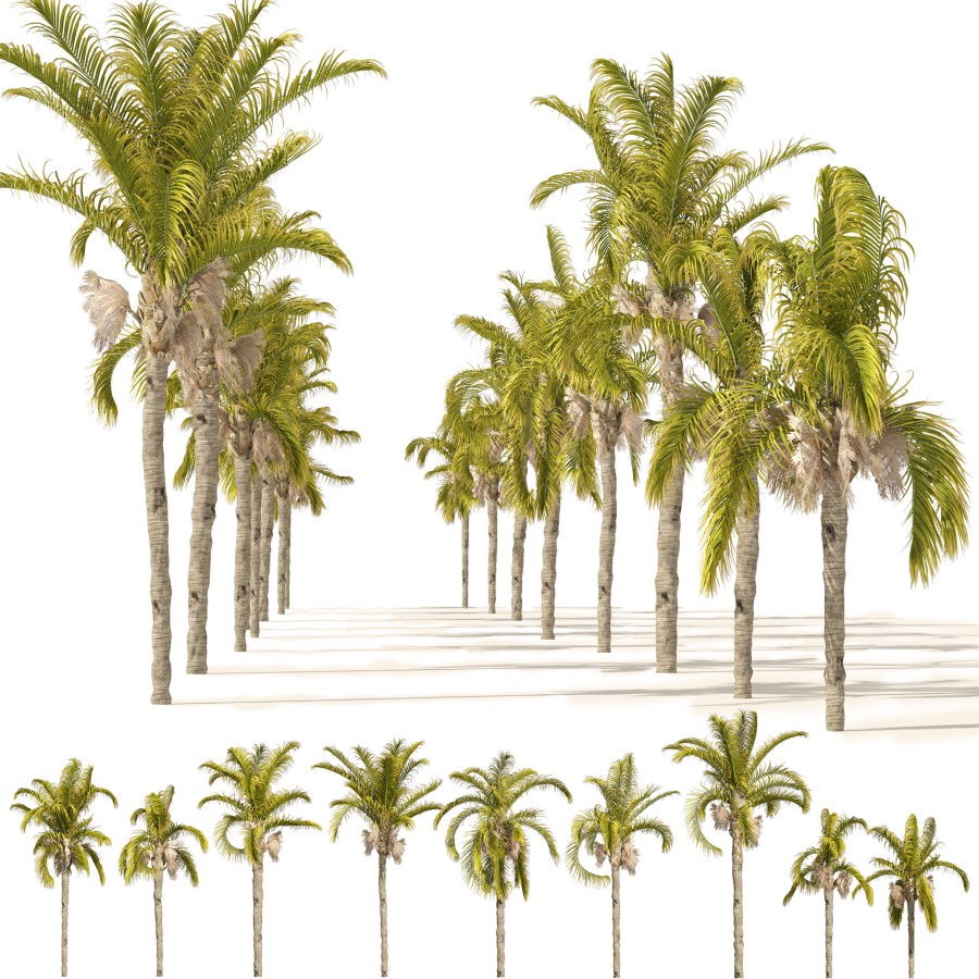 Cocos Palm Trees 3D Model for VRay, Corona | CGMood