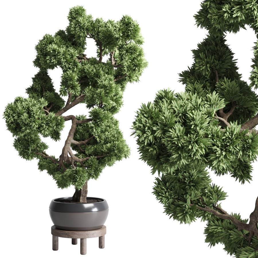 Bonsai Indoor Outdoor Plants 134 Pot Tree - 3D Model for VRay, Corona