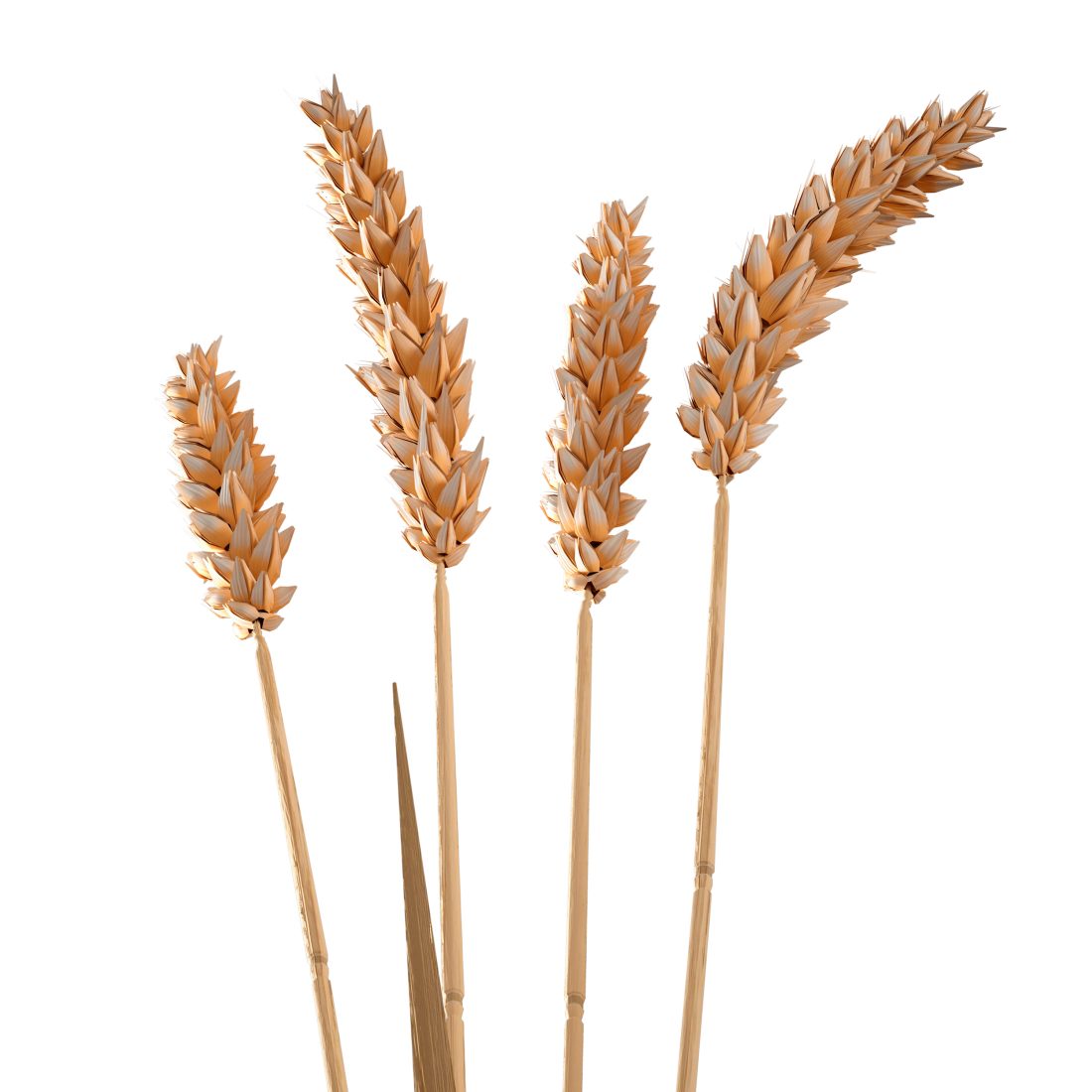 Set - Wheat - 3D Model for FStorm, VRay, Corona