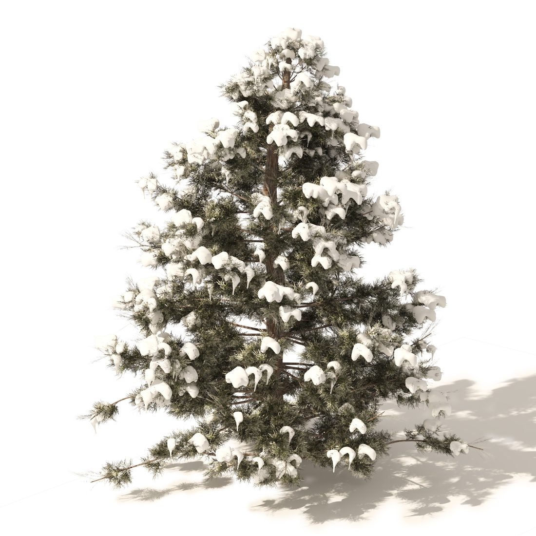 Winter Juniperus Virginiana With Snow - 3D Model for Corona, VRay