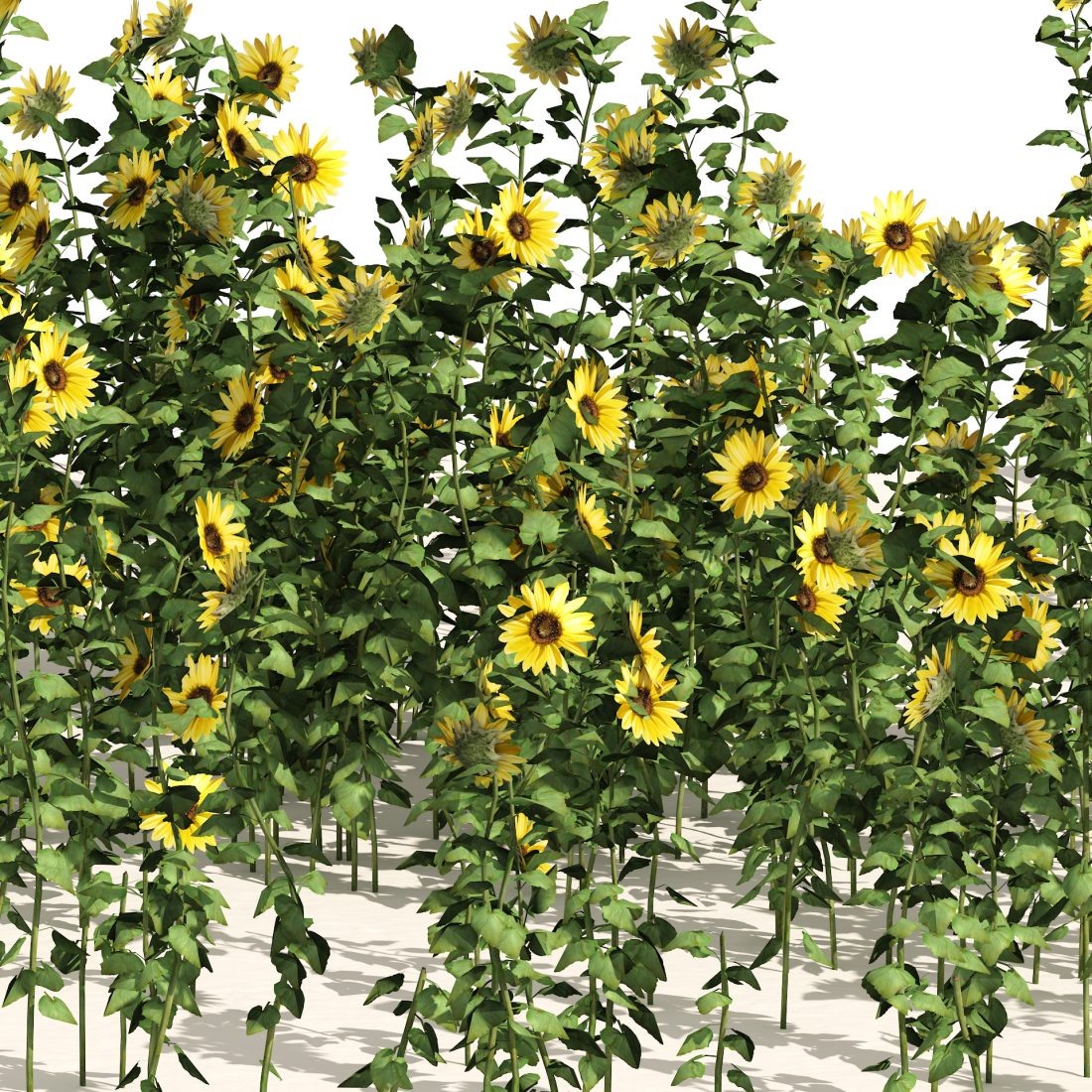 Sunflower Field 3D Model for VRay, Corona | CGMood