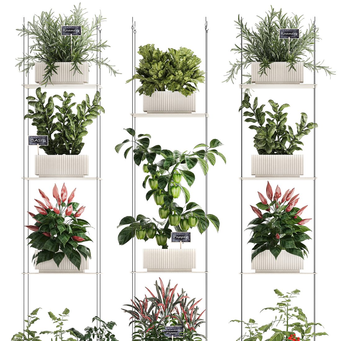 Mini Kitchen Garden Rosemary Vegetables Pepper - 3D Model for VRay