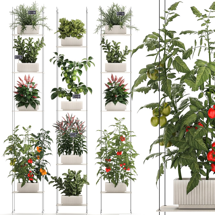 Mini Kitchen Garden Rosemary Vegetables Pepper - 3D Model for VRay