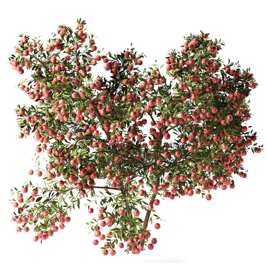 Pomegranate Fruit Trees 3d Model 3D Model for VRay, Corona | CGMood