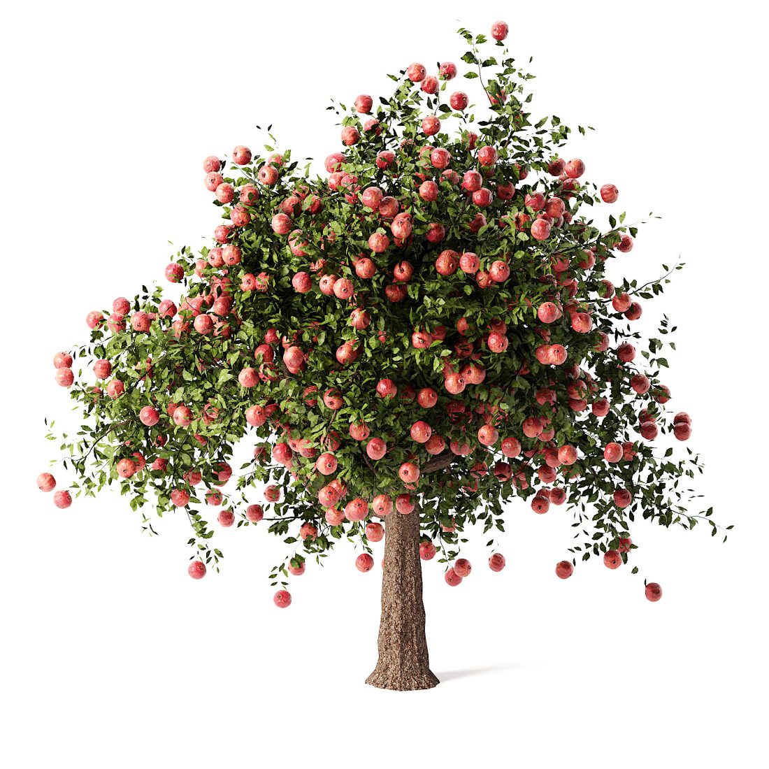 Pomegranate Fruit Trees 3d Model 3D Model for VRay, Corona | CGMood