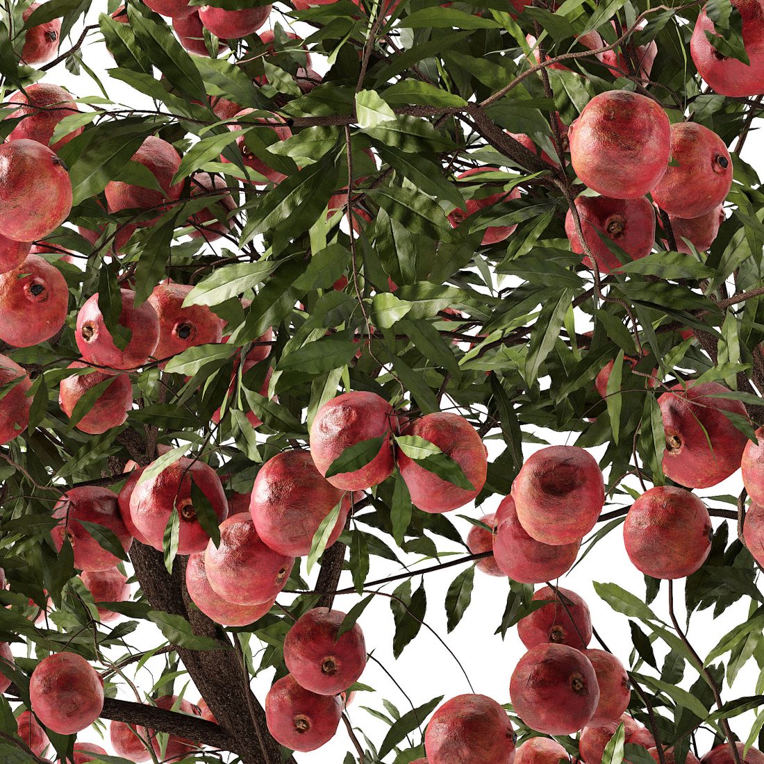 Pomegranate Fruit Trees 3d Model 3D Model for VRay, Corona | CGMood