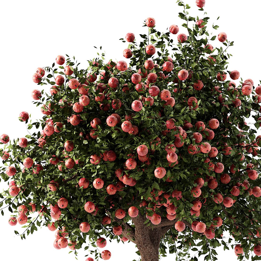 Pomegranate Fruit Trees 3d Model 3D Model for VRay, Corona | CGMood
