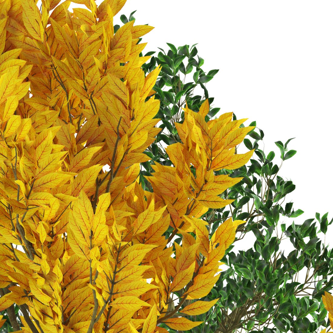 Low Poly Fall And Green Sapling Trees - 3D Model for VRay, Corona