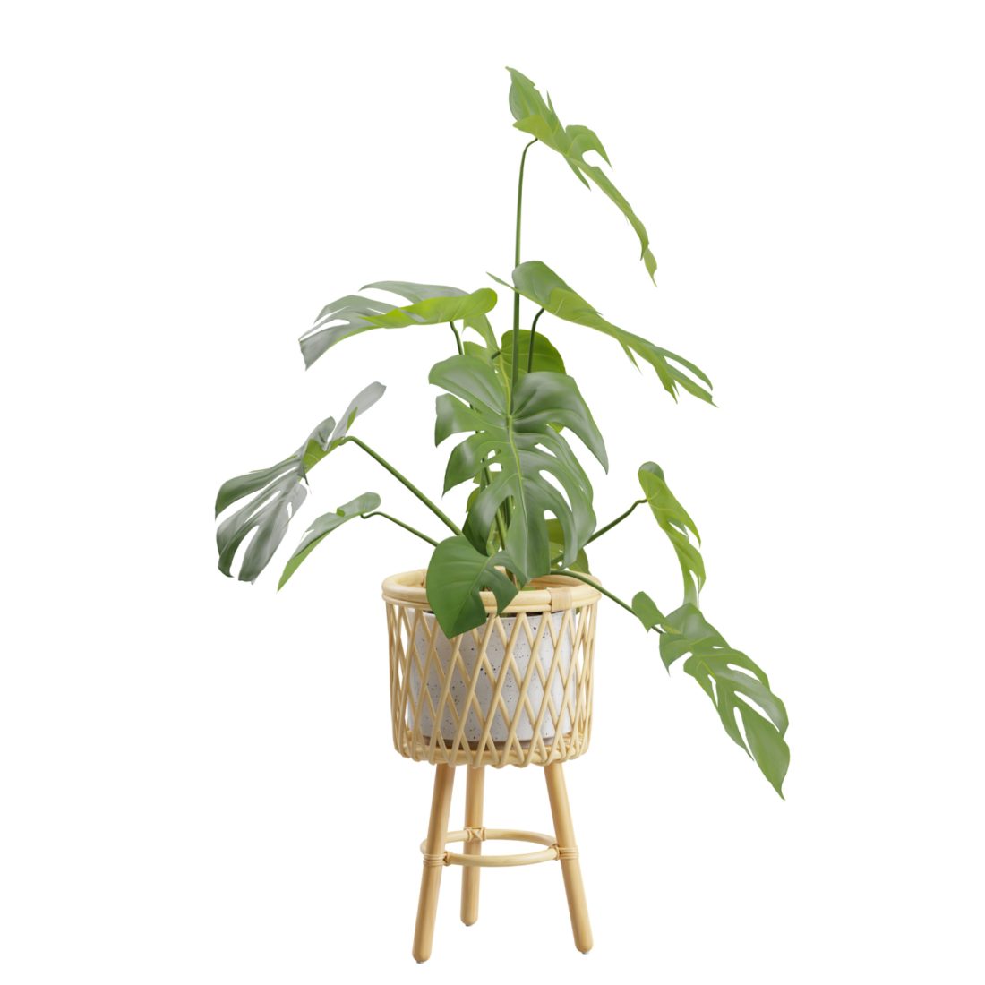 Bamboo Stand Plant Monstera Deliciosa - 3D Model for VRay, Corona