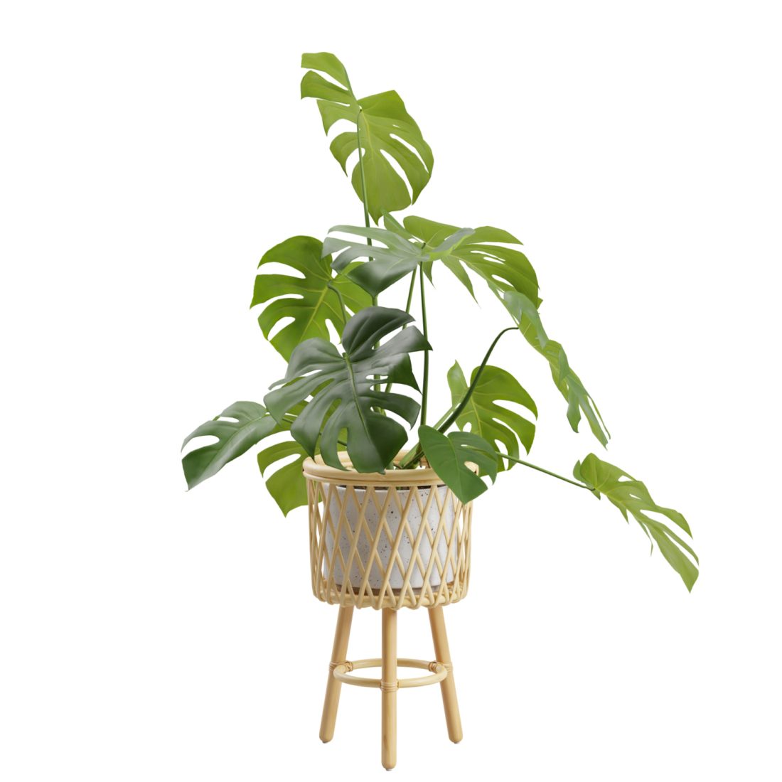 Bamboo Stand Plant Monstera Deliciosa - 3D Model for VRay, Corona