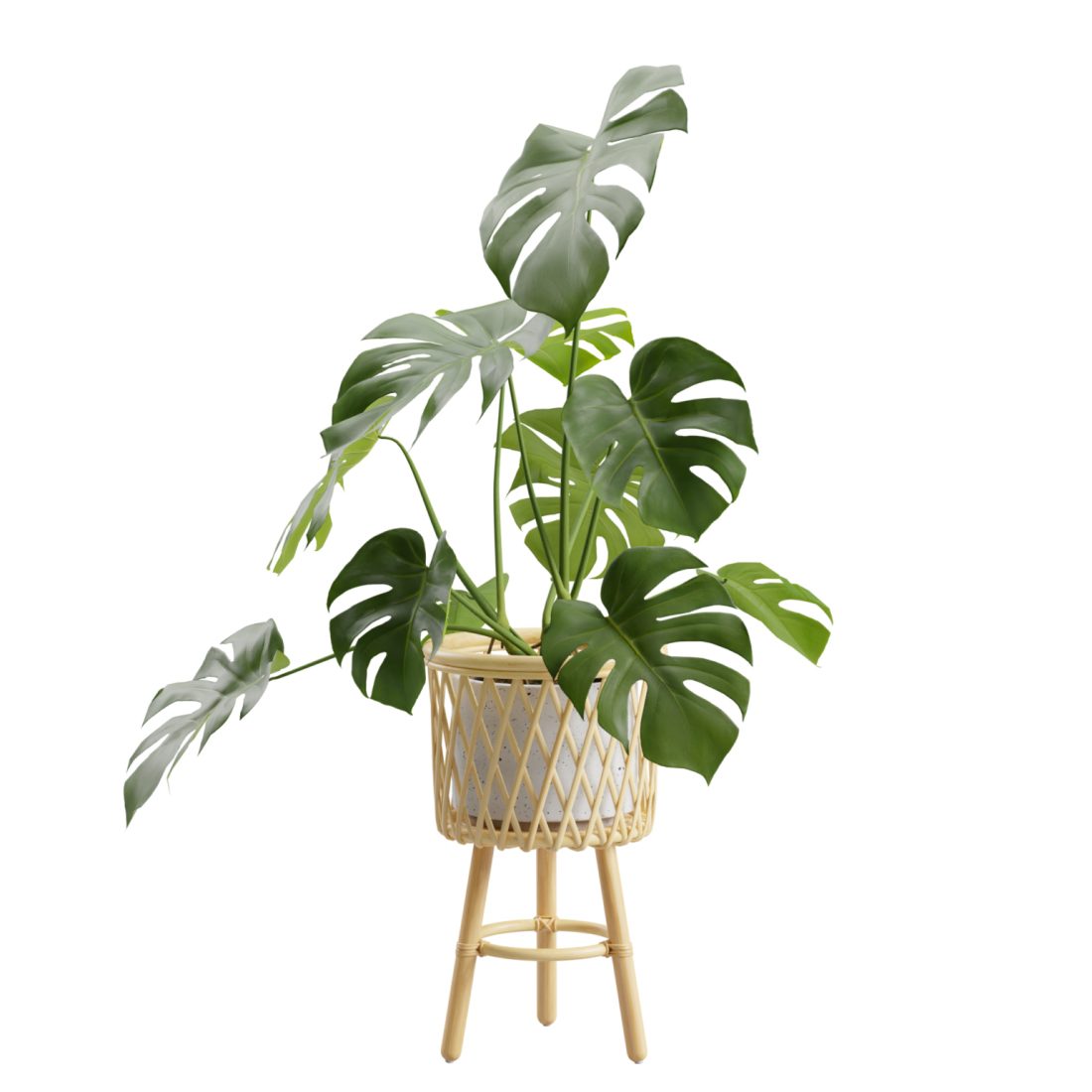Bamboo Stand Plant Monstera Deliciosa - 3D Model for VRay, Corona