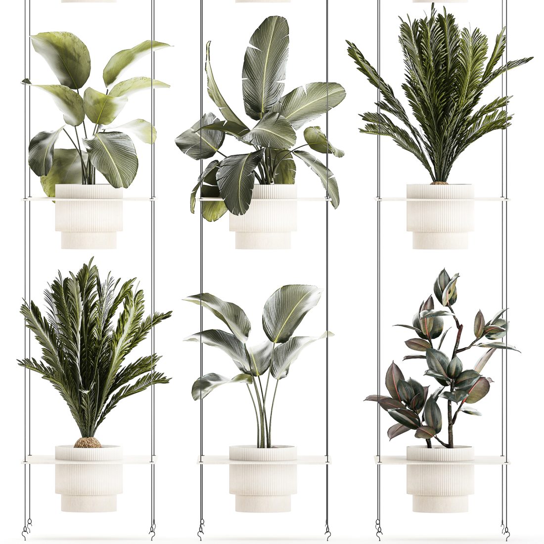 Rope Shelf Cycas Ficus Calathea Strelitzia Pot - 3D Model for VRay