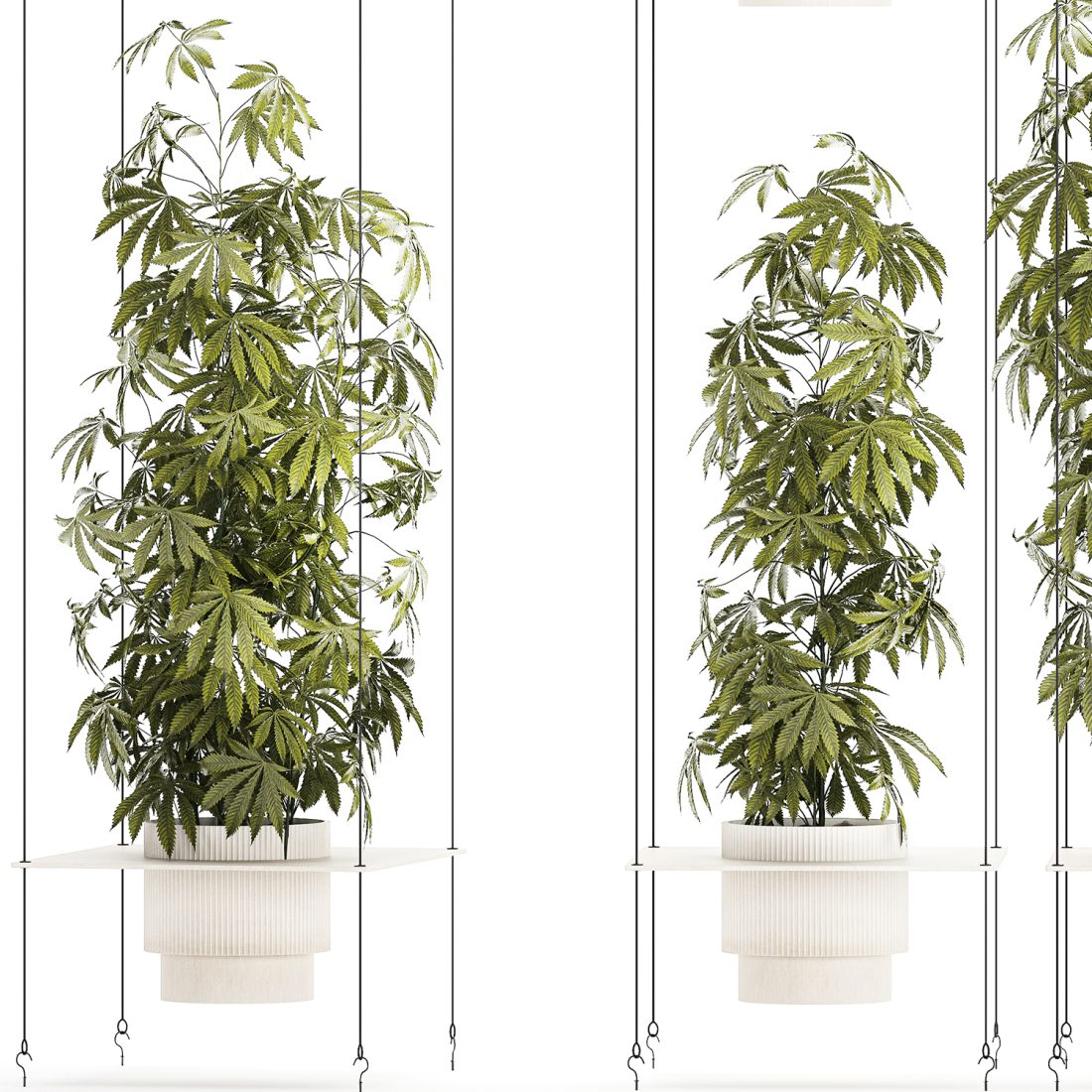 Garden Of Bushes Hemp, Marijuana, Cannabis - 3D Model for VRay