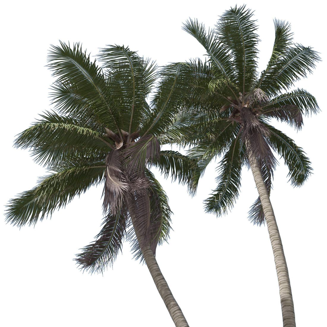 Cocos Nucifera Palm Tree 01 3D Model for Corona | CGMood