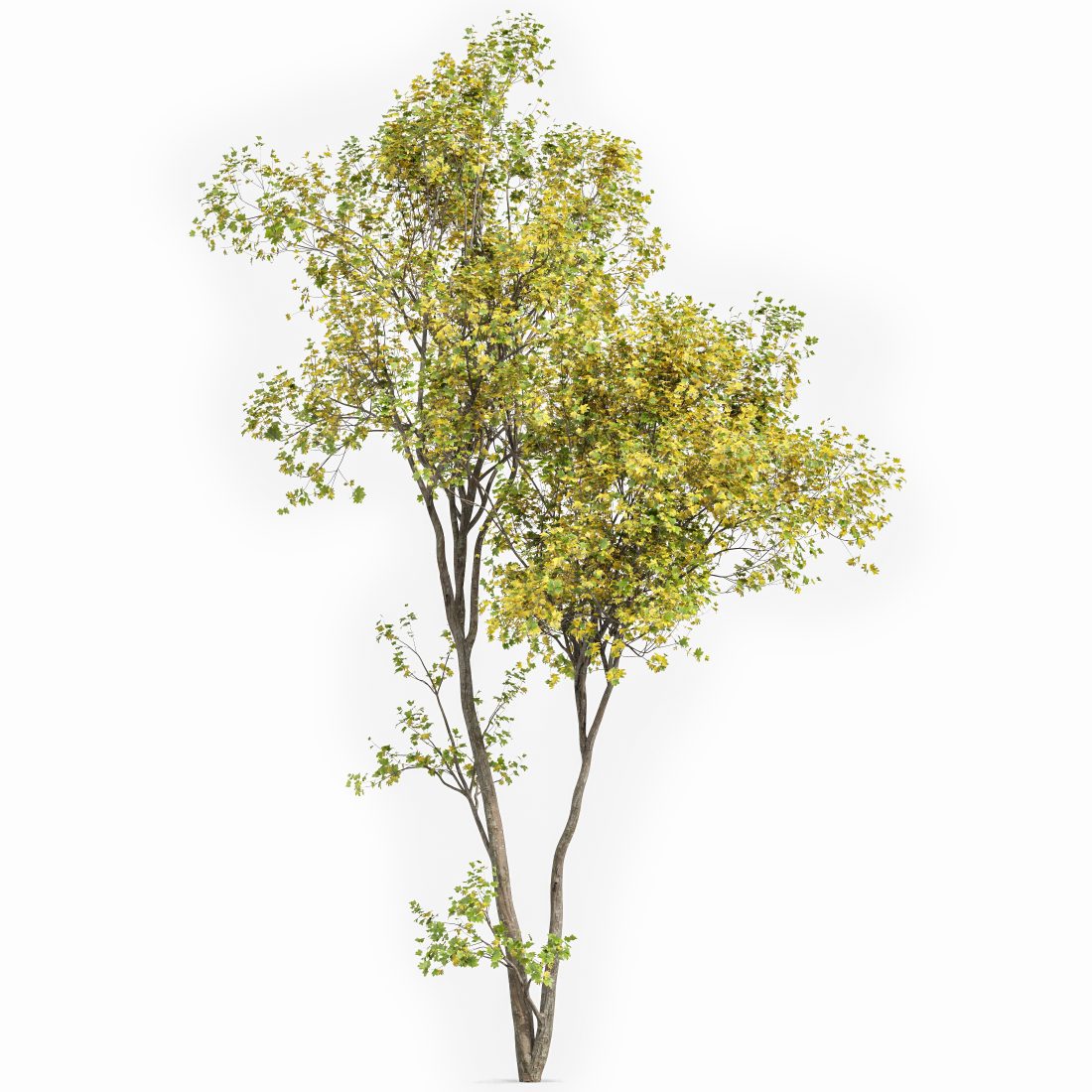 Summer-fall Trees - 3D Model for VRay, Corona