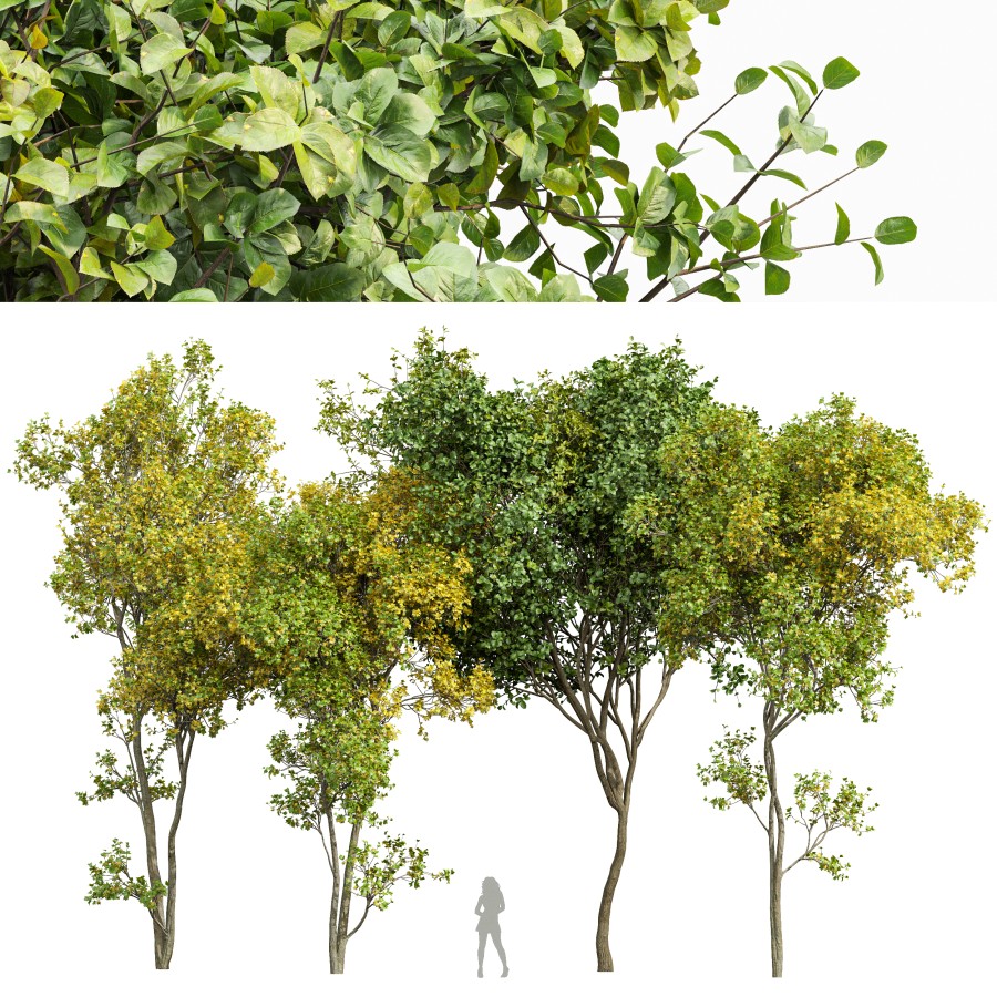 Summer-fall Trees - 3D Model for VRay, Corona