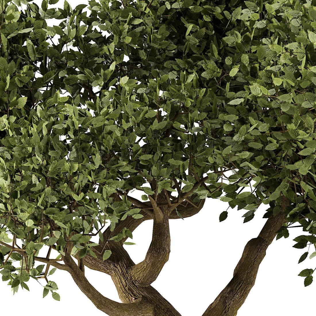 Summer And Fall Trees 3d Model Pack 3D Model for VRay, Corona | CGMood