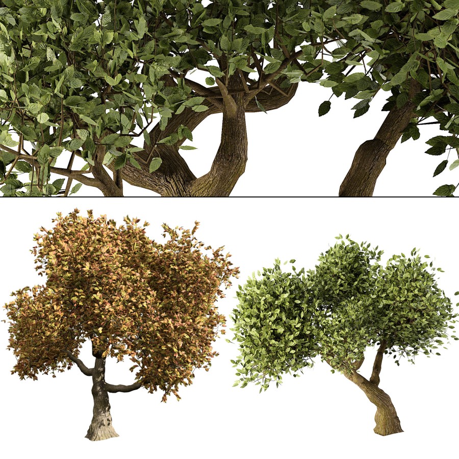 Summer And Fall Trees 3d Model Pack 3D Model for VRay, Corona | CGMood