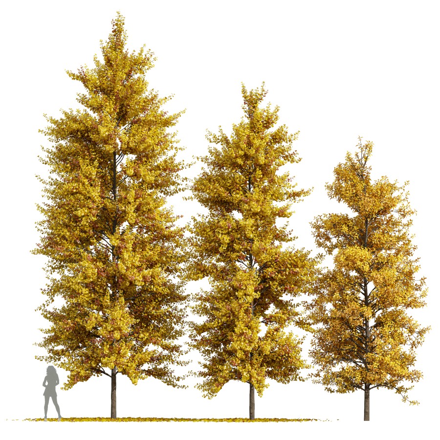Fall Trees Maidenhair Ginkgo - 3D Model for VRay, Corona