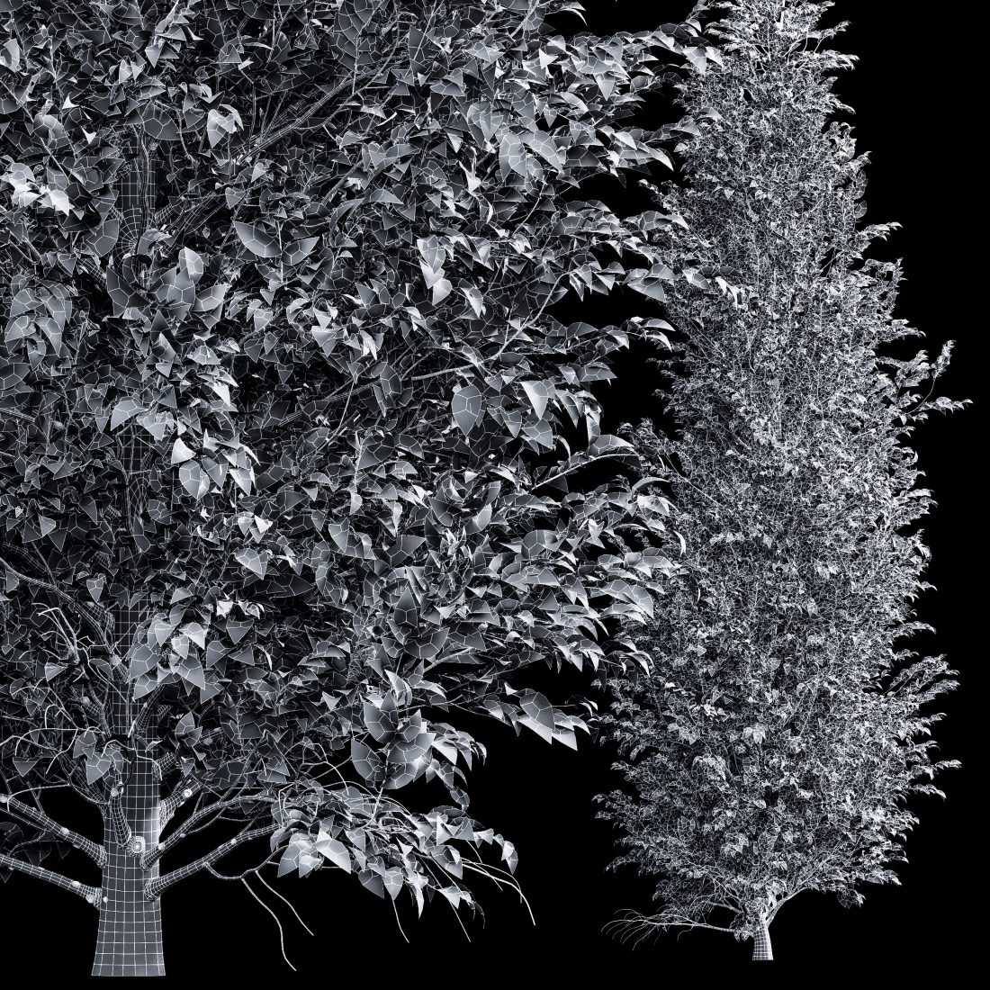 Carpinus Betulus 01 - 3D Model for VRay, Corona