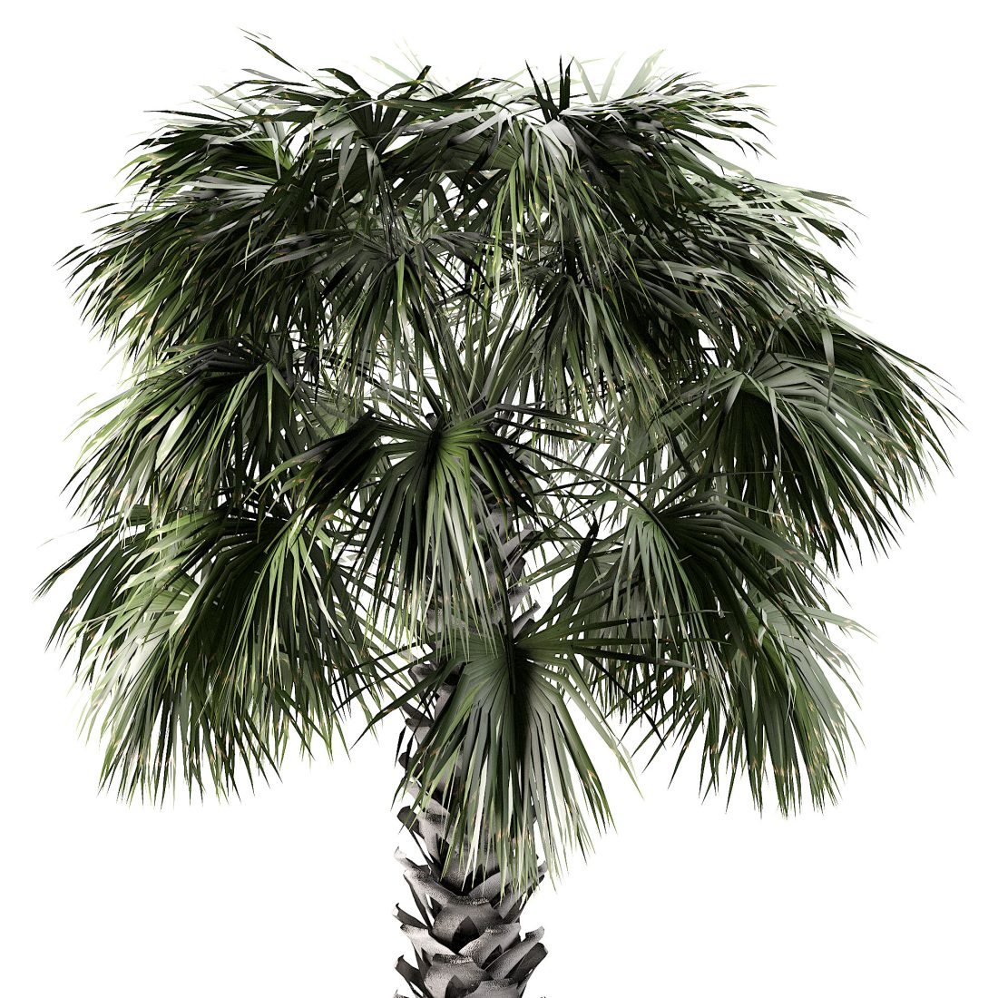 Cabbage Palmetto 3d Models 3D Model for VRay, VRay | CGMood