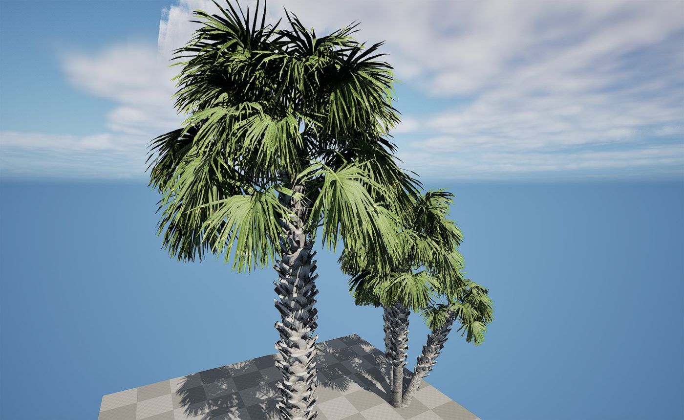 Cabbage Palmetto 3d Models 3D Model for VRay, VRay | CGMood