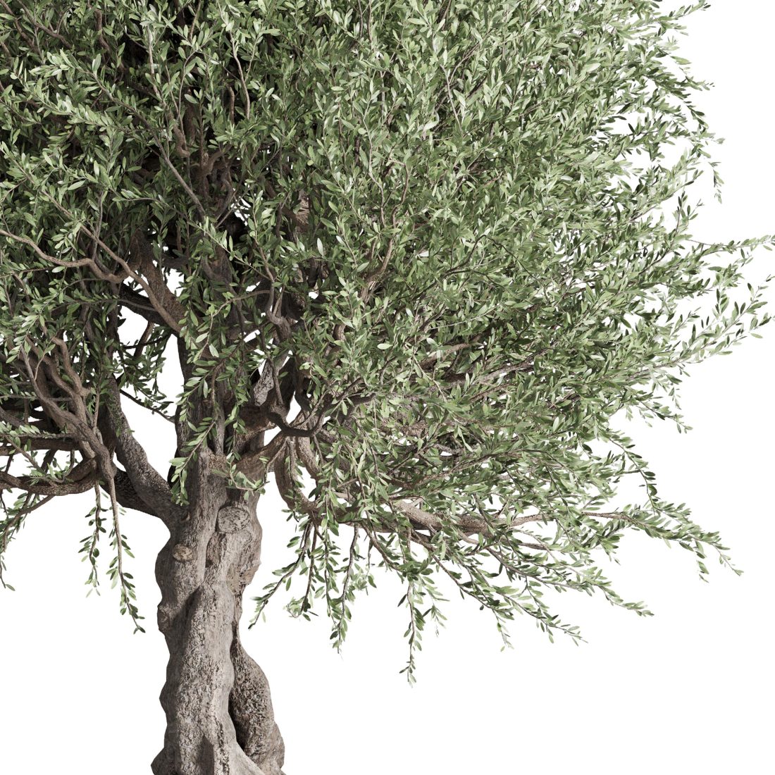 Old Olive Tree Set 01 3D Model for VRay, Corona | CGMood