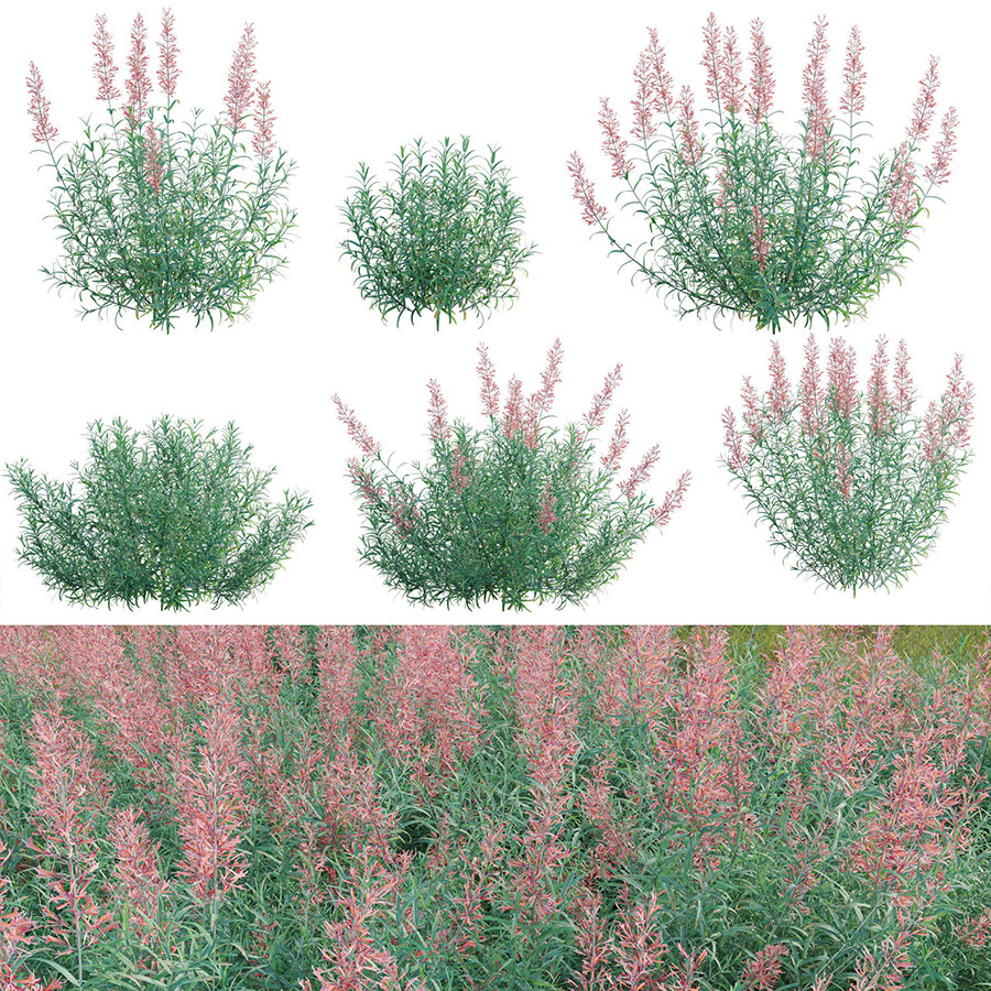 Agastache Rupestris - Sunset Hyssop 3D Model for VRay | CGMood