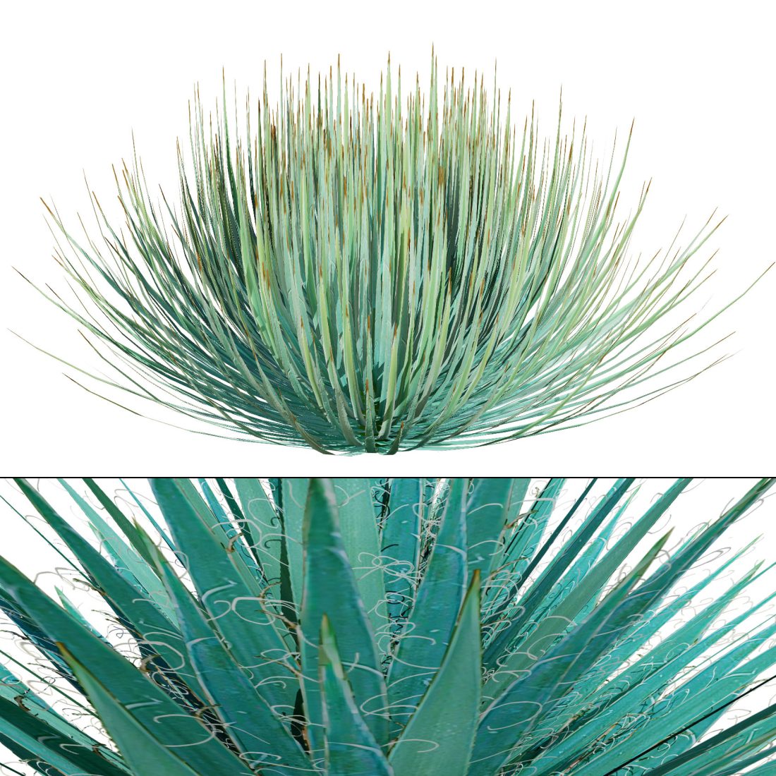 Yucca Gloriosa 3d Model 3D Model for VRay, Corona | CGMood