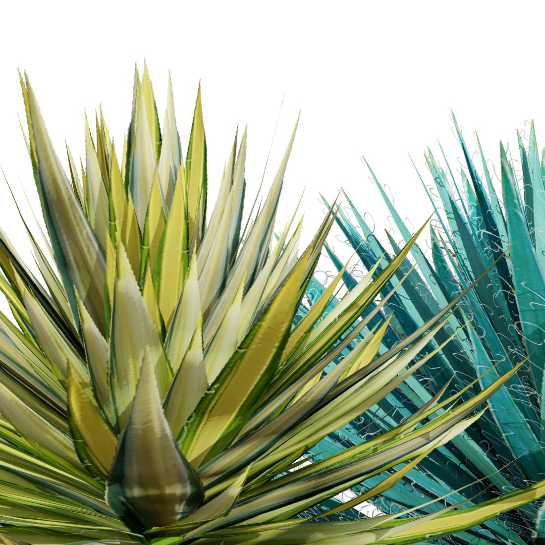 Yucca Gloriosa 3d Model 3D Model for VRay, Corona | CGMood