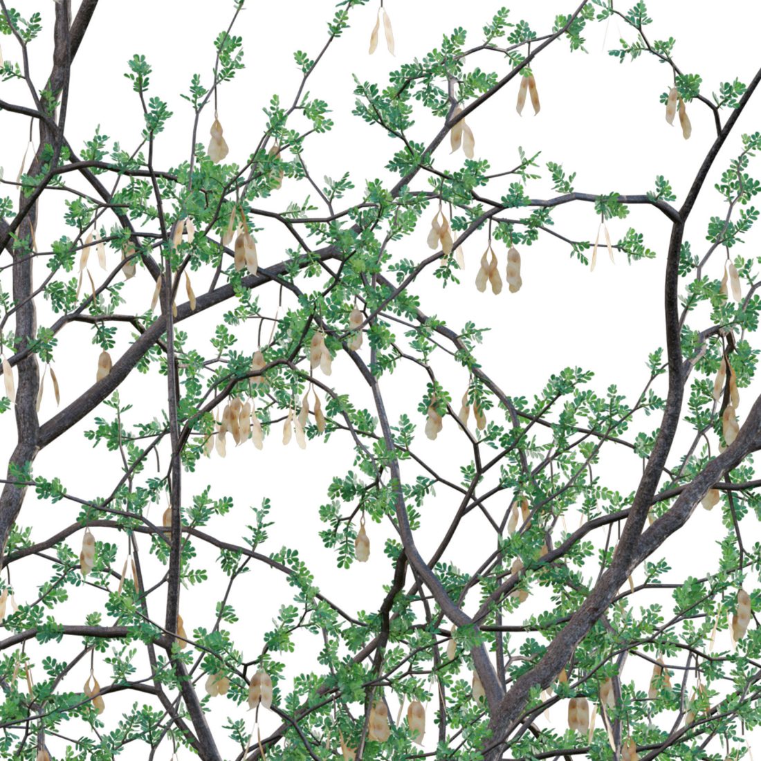 Senegalia Mellifera - Acacia Mellifera 3D Model for VRay | CGMood