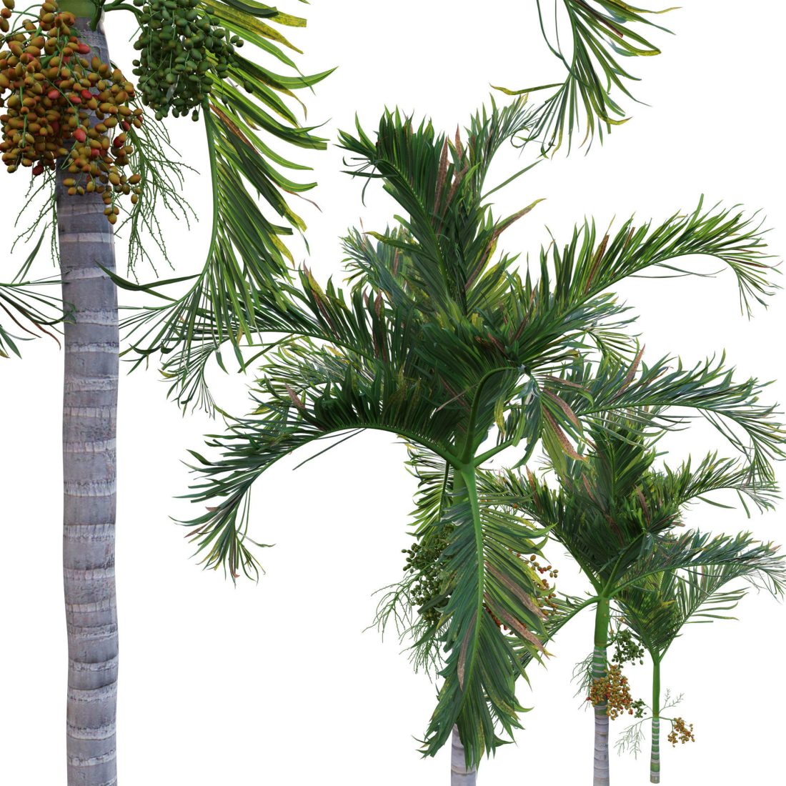 Areca Catechu - Betel Nut Palm - Pinang Sirih 3D Model for VRay | CGMood