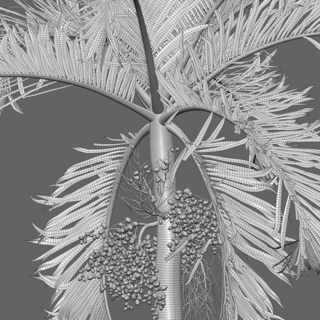 Areca Catechu - Betel Nut Palm - Pinang Sirih 3D Model for VRay | CGMood