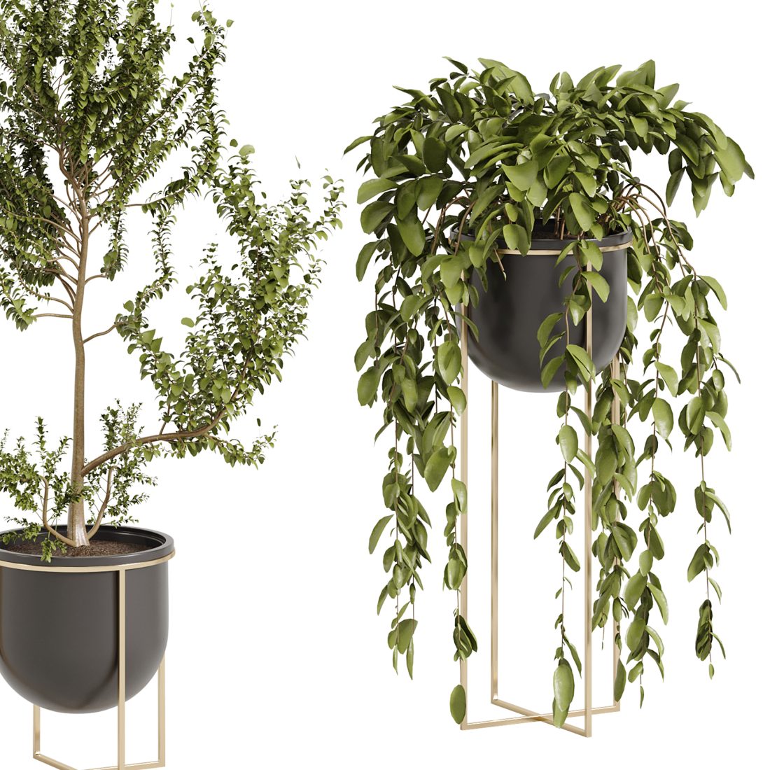 Indoor Plant 002 - 3D Model for Corona
