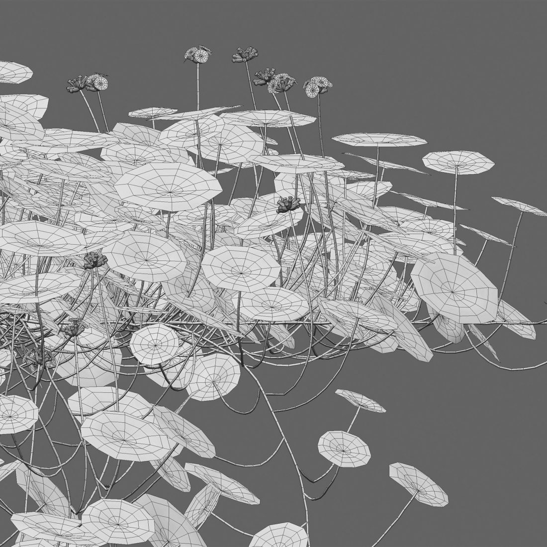 Hydrocotyle Prolifera - Whorled Marsh Pennywort 02 3D Model for VRay ...
