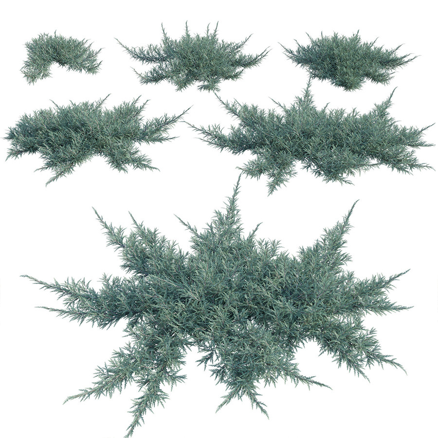 Juniperus Horizontalis - Creeping Juniper - 3D Model for VRay