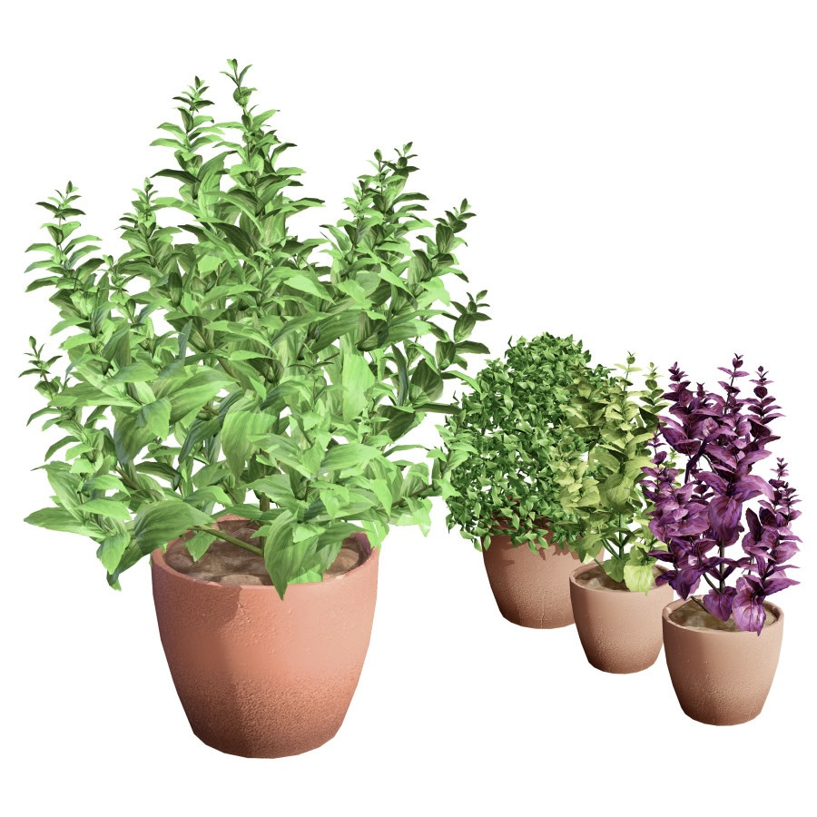 Low-poly Basil Plants With Free Tutorial - 3D Model for VRay, Corona