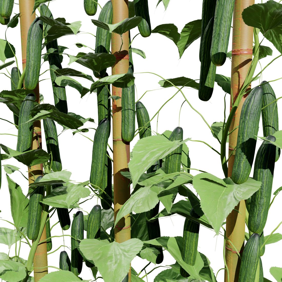 Cucumber Plant Bundle - 3D Model for VRay, Corona