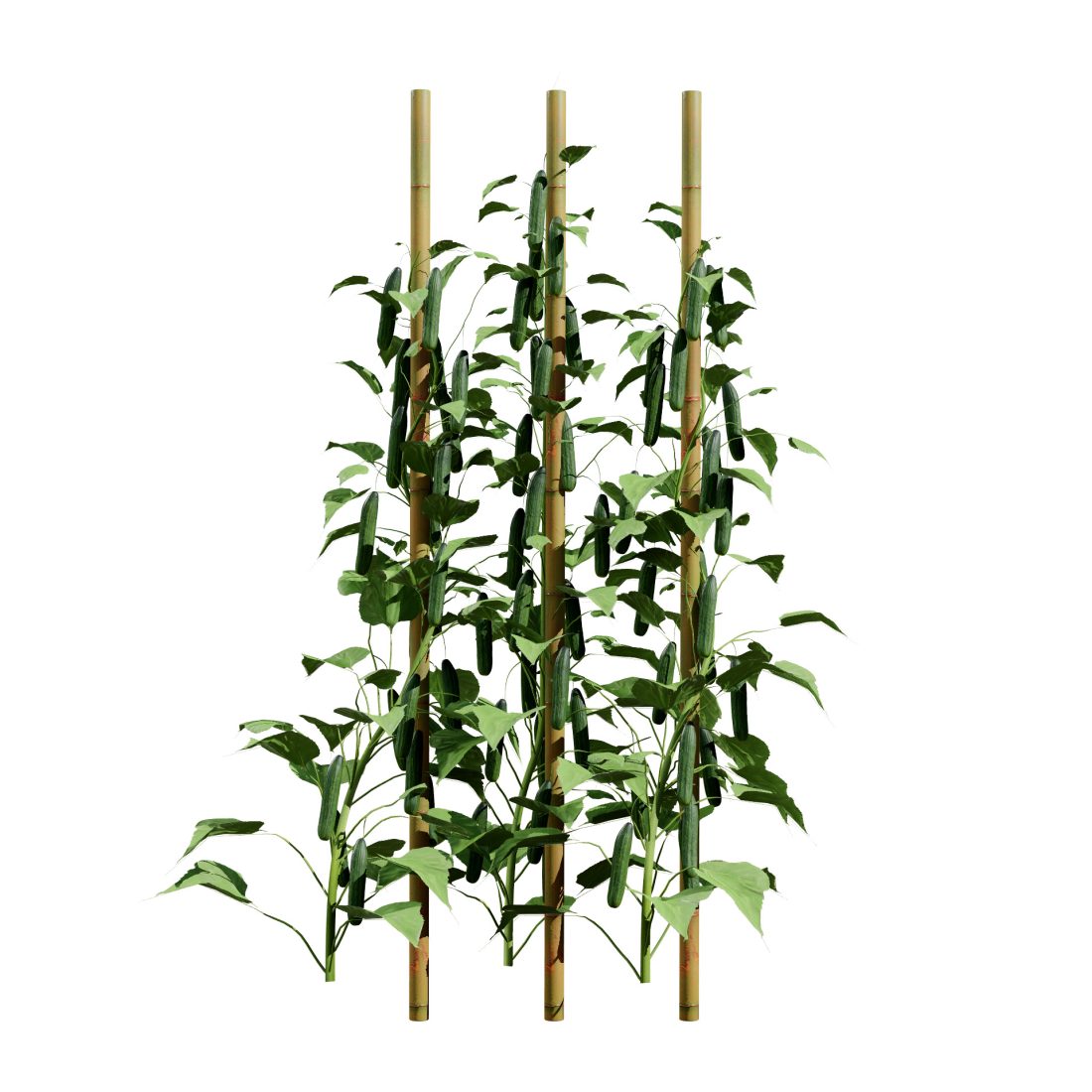 Cucumber Plant Bundle - 3D Model for VRay, Corona