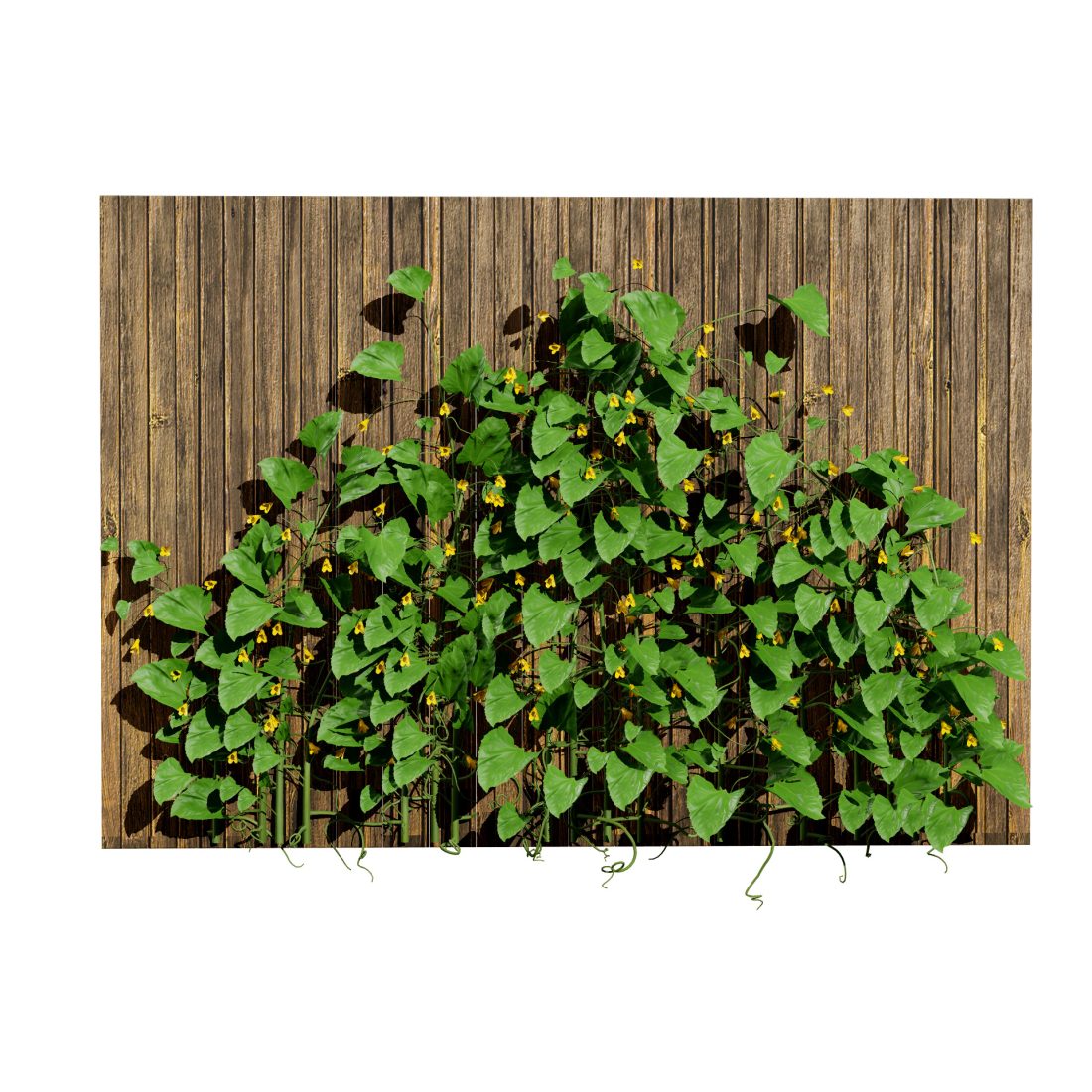 Cucumber Plant Bundle - 3D Model for VRay, Corona