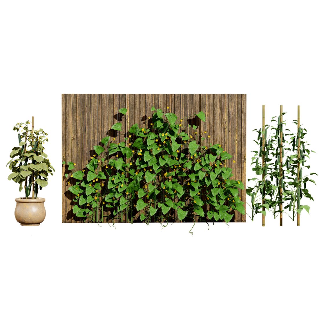 Cucumber Plant Bundle - 3D Model for VRay, Corona
