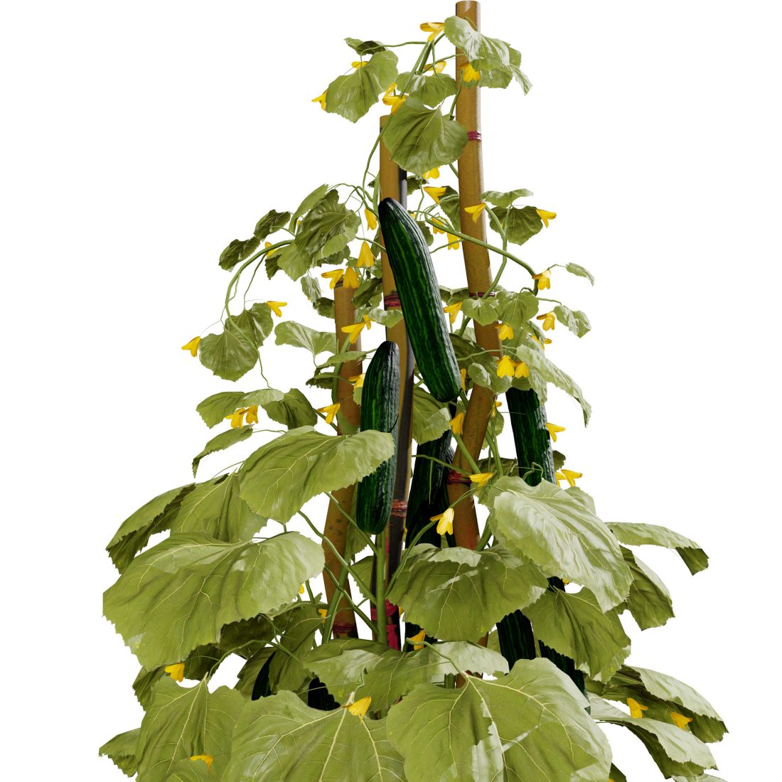 Cucumber Plant Bundle - 3D Model for VRay, Corona