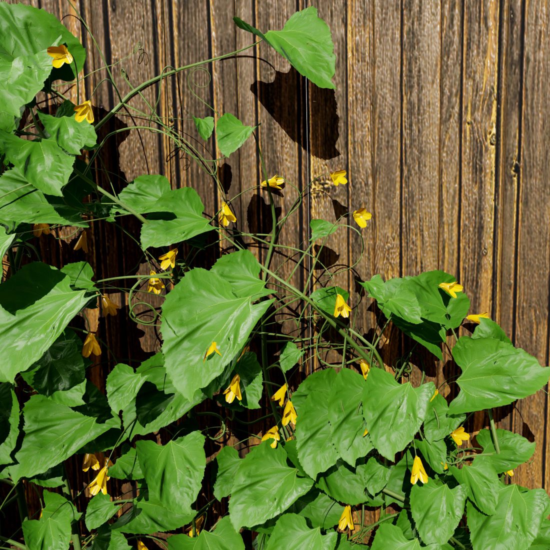 Cucumber Plant Bundle - 3D Model for VRay, Corona
