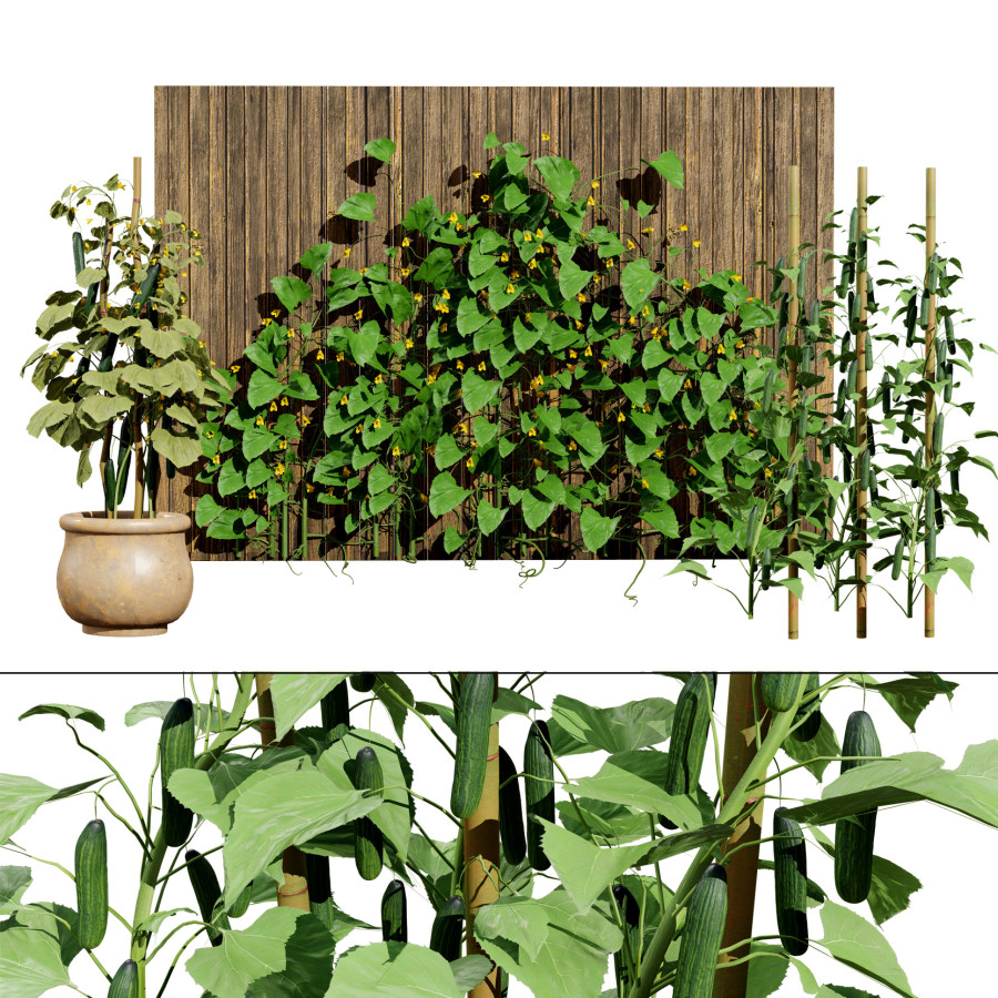 Cucumber Plant Bundle - 3D Model for VRay, Corona