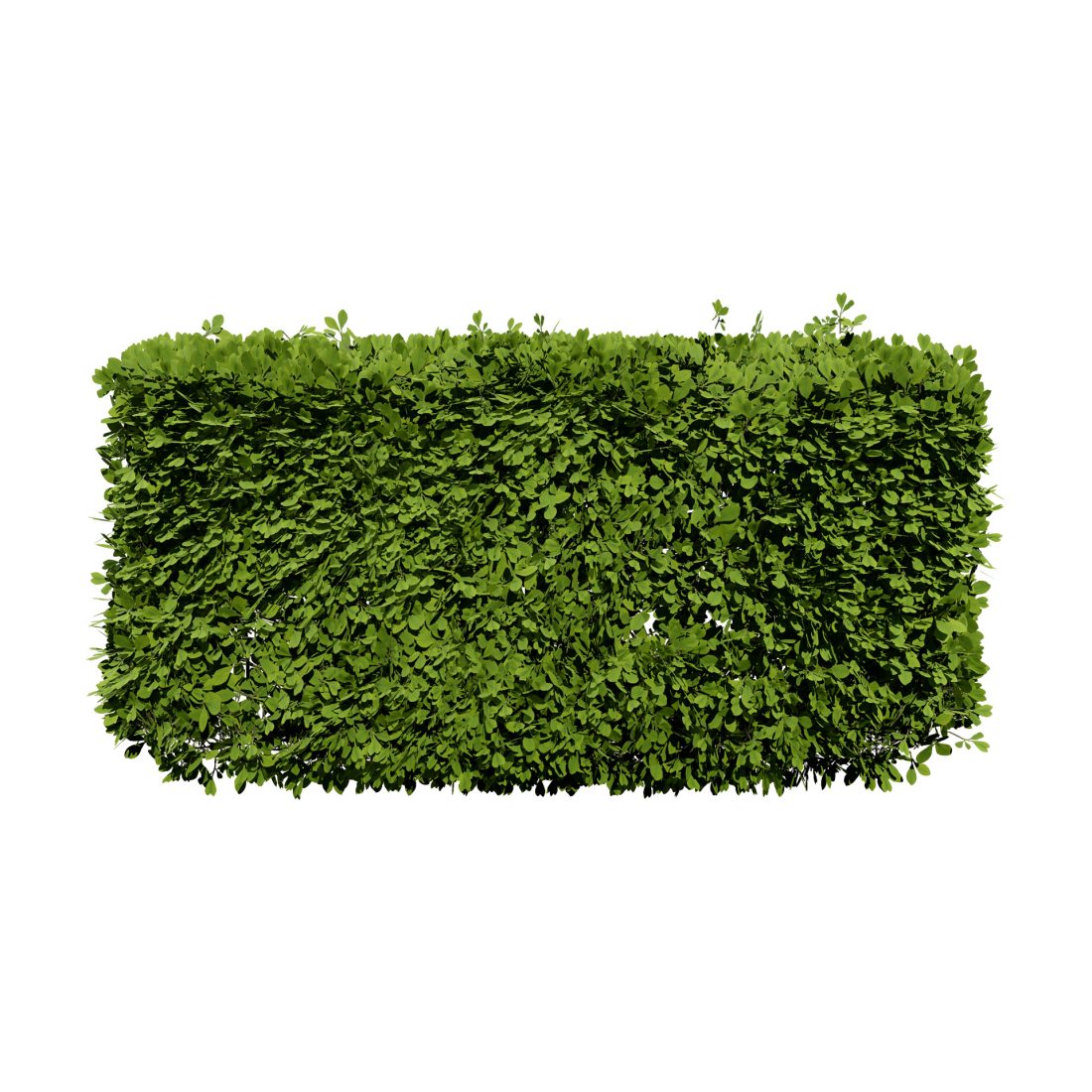 Windswept Procedural Bush 3D Model for VRay, Corona | CGMood