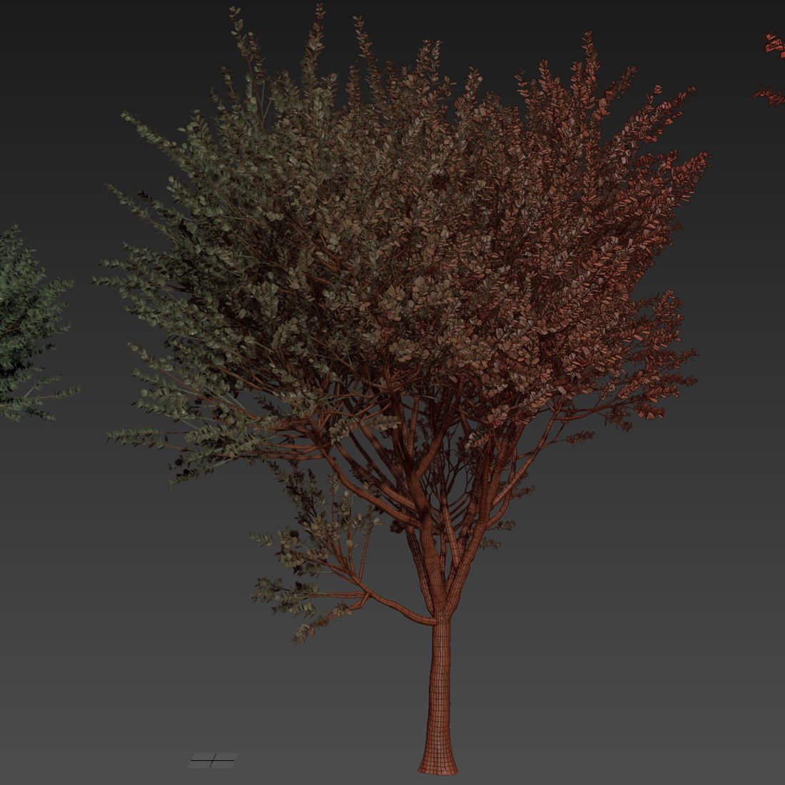 Collection Plant Vol 606 - Eucalyptus - Cinerea - 3D Model for VRay ...
