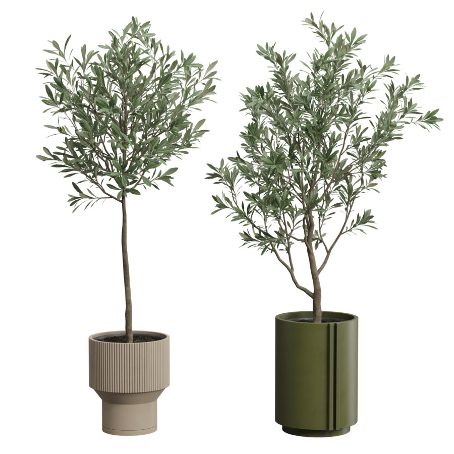 Olea Europaea - Olive Tree Pack - 3D Model for VRay, Corona